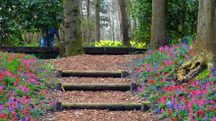 Dutch Bulb Fields Tour | The Caravan Club